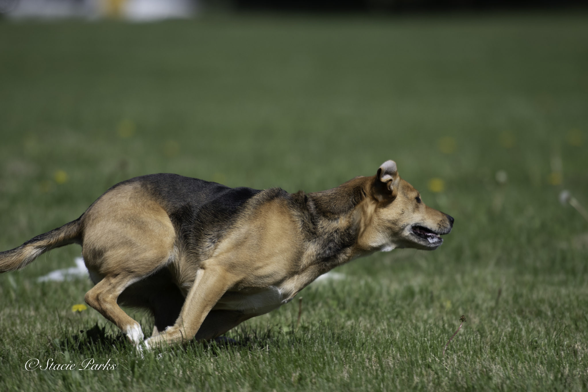 Ziti the Noodle Dog Masters a New AKC Sport! - Hardlines Design Company