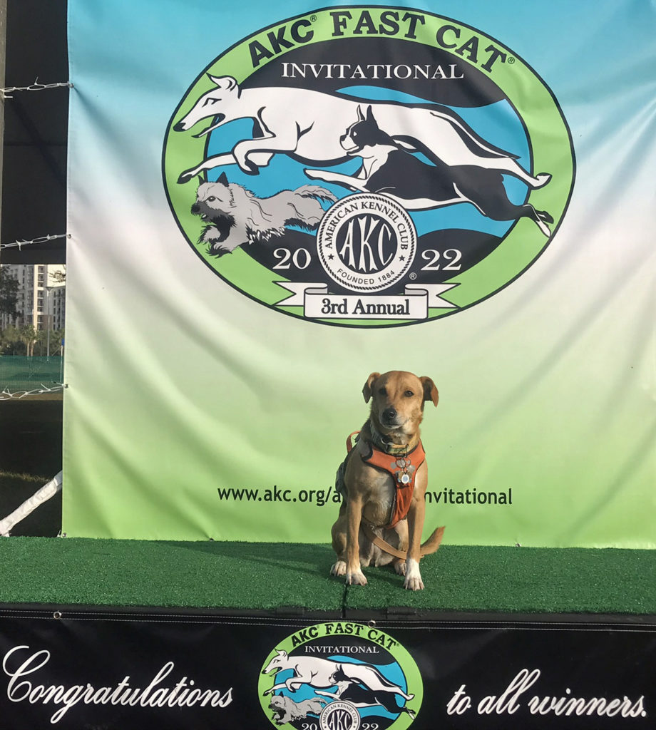Ziti Goes to the AKC FastCAT Invitational | Hardlines Design