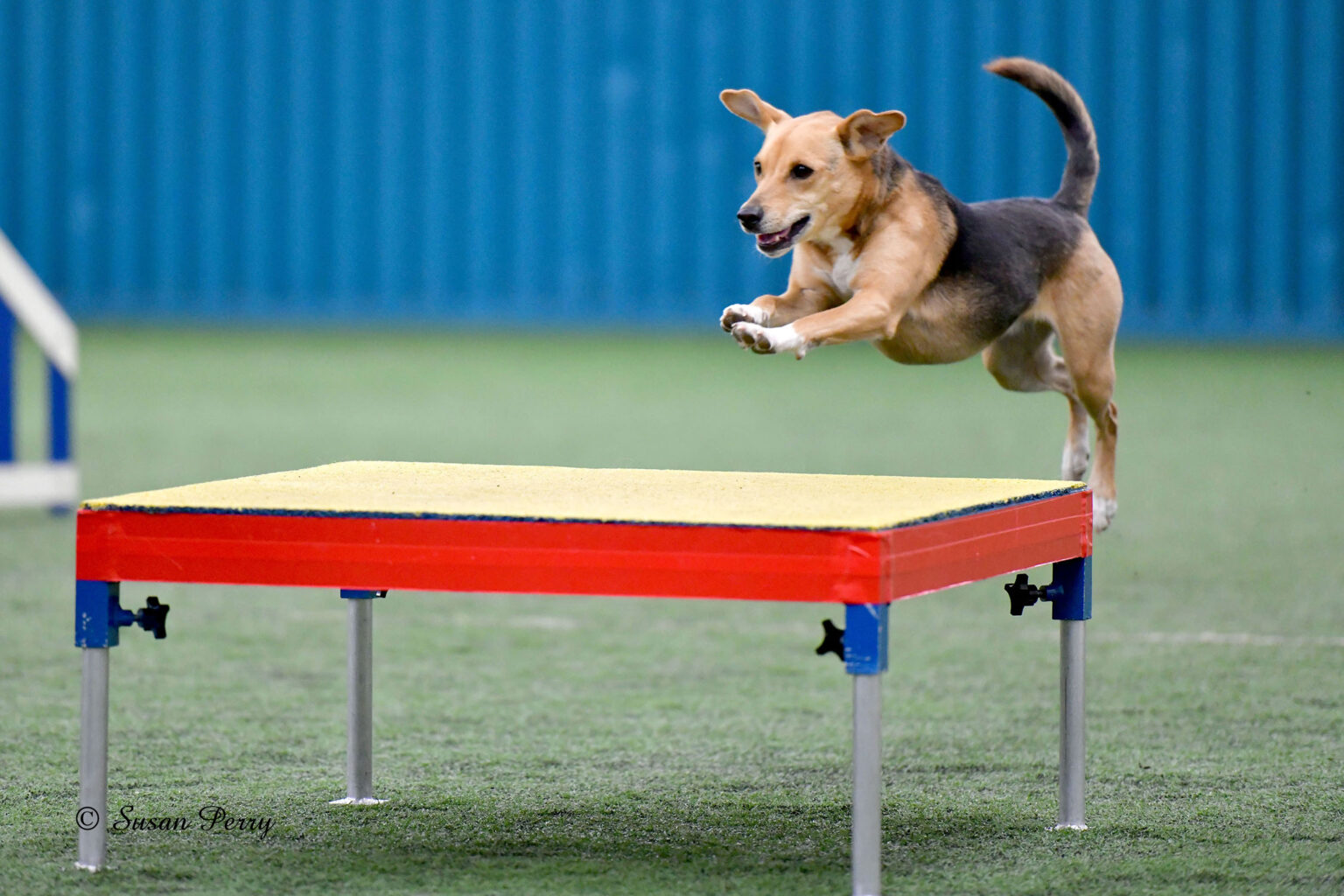 Ziti the Noodle Dog Retires from Competitive Dog Sports - Hardlines ...