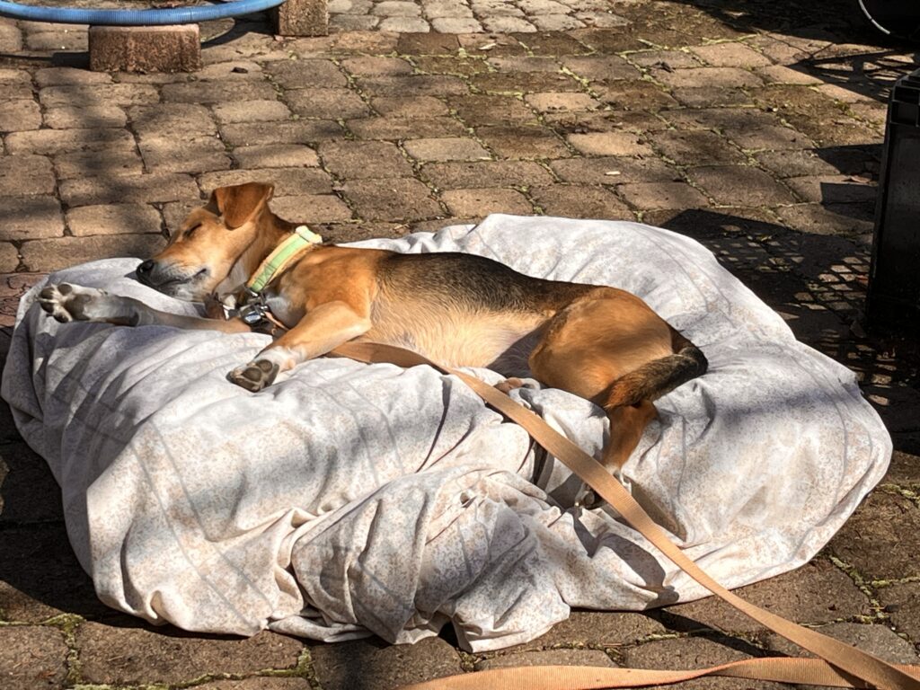 Ziti the Noodle Dog Retires from Competitive Dog Sports - Hardlines ...